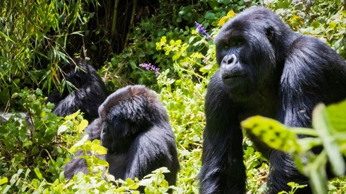 Escape from Extinction: Rewilding - Stockport - The Light